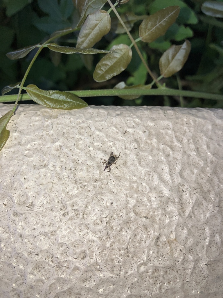 Acicnemis palliata from 麻布大学, 相模原市, 神奈川県, JP on July 5, 2024 at 04:34 ...