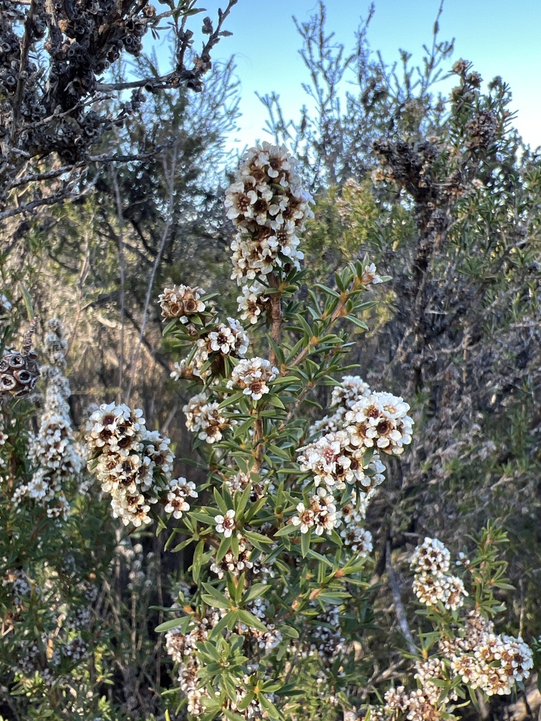 Taxandria fragrans from Mount Frankland National Park, North Walpole ...
