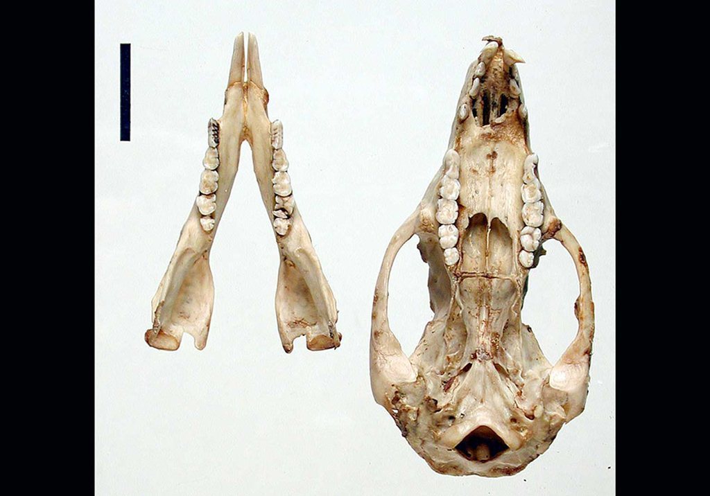 Long-footed Potoroo (Potorous longipes) - Know Your Mammals