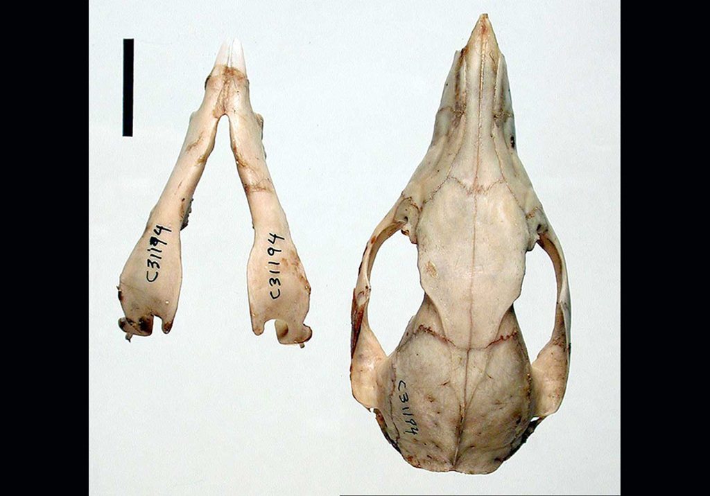 Long-footed Potoroo (Potorous longipes) - Know Your Mammals