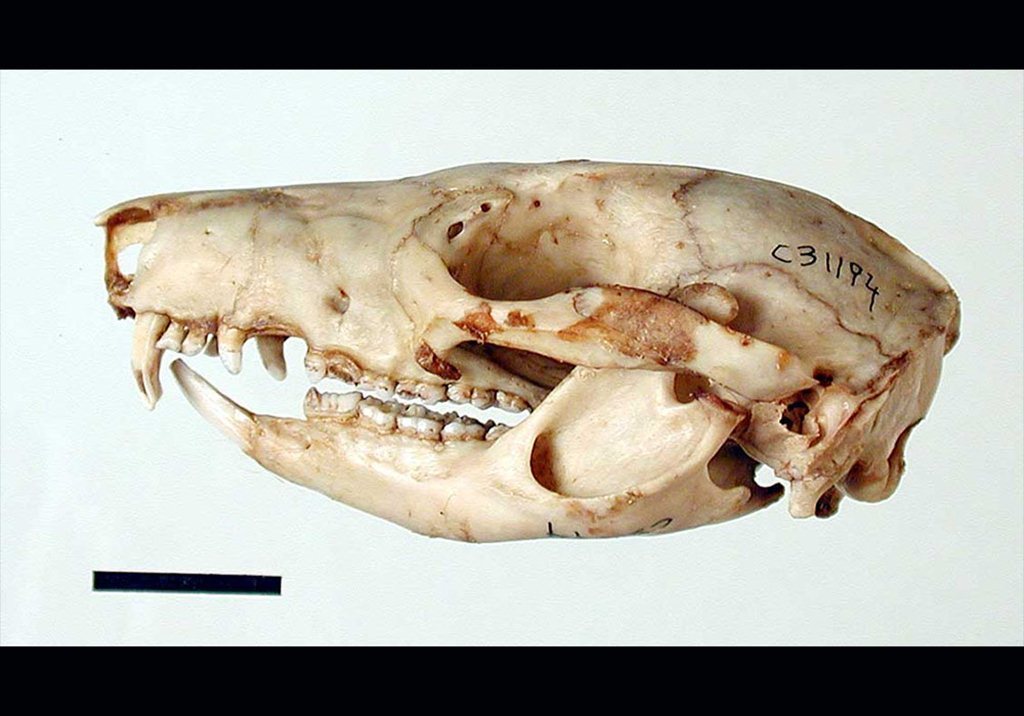 Long-footed Potoroo (Potorous longipes) - Know Your Mammals