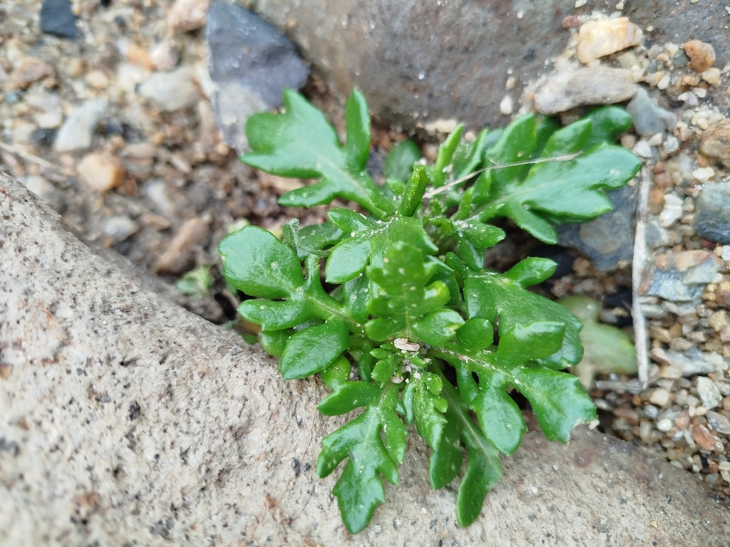 Shore Groundsel from Blackhead, Dunedin, New Zealand on July 5, 2024 at ...