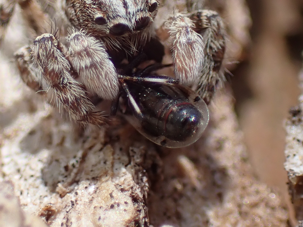 Insects from Adelaide SA, Australia on July 5, 2024 at 12:33 PM by Josh ...