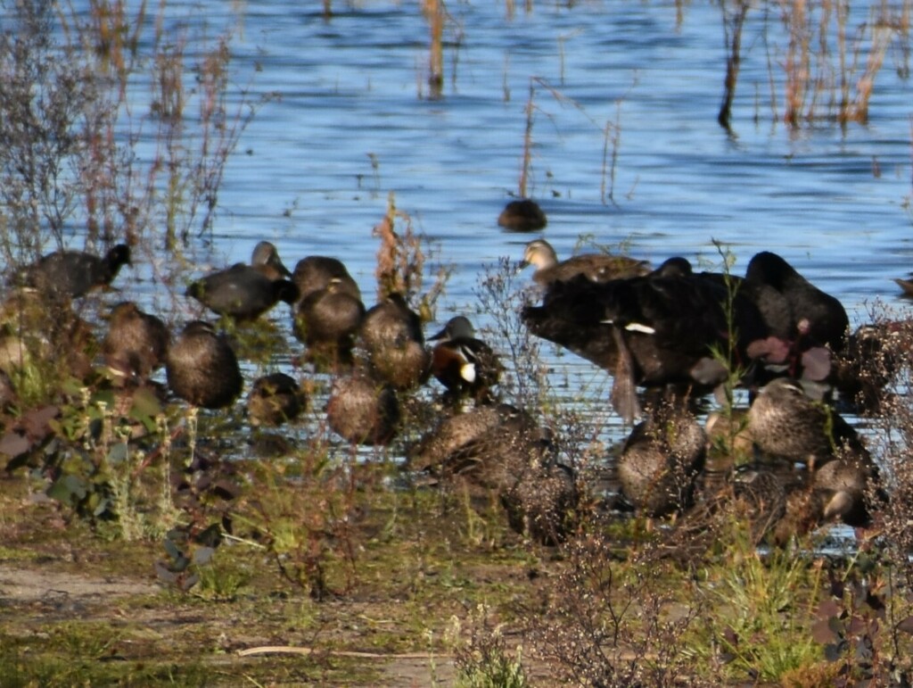 Australasian Shoveler from Perth WA, Australia on July 5, 2024 at 03:30 ...