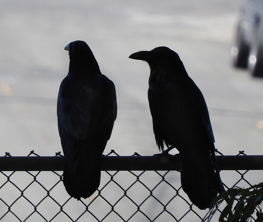 Southwestern Common Raven from San Pedro, Los Angeles, CA, USA on ...