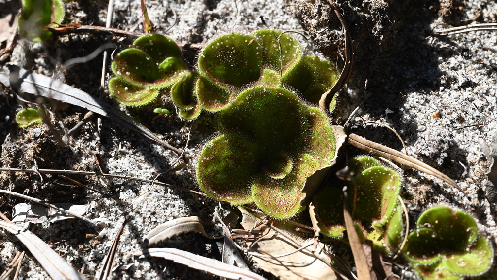 Red Ink Sundew from Perth WA, Australia on July 5, 2024 at 11:17 AM by ...
