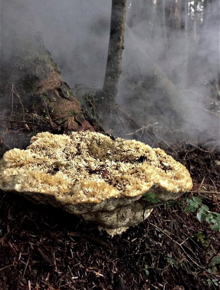 Noble Polypore in February 2018 by Chael Thomas. Around 200Ft. Elv ...