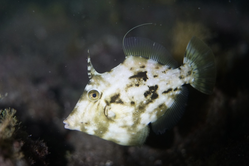 Planehead Filefish (Marine life of the Rio Grande Valley) · iNaturalist