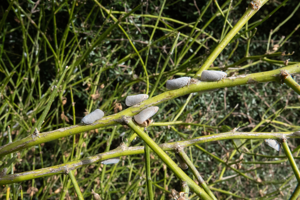 Grey planthopper from Burwood, Christchurch, New Zealand on March 3 ...