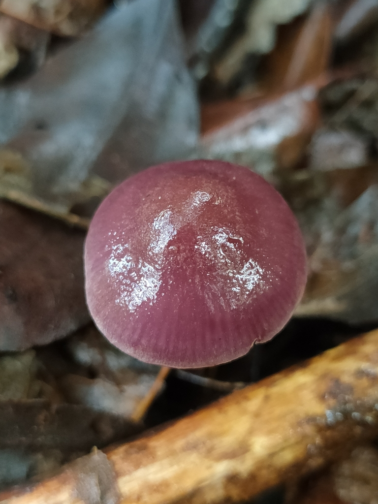 Thaxterogaster submagellanicus from M8M2+22, Palm Grove NSW 2258 ...