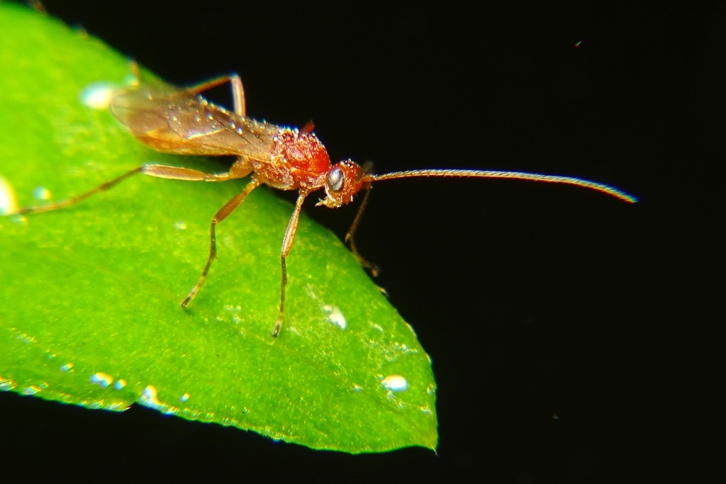 Basket-cocoon parasitoid from Christian County, MO, USA on June 9, 2022 ...