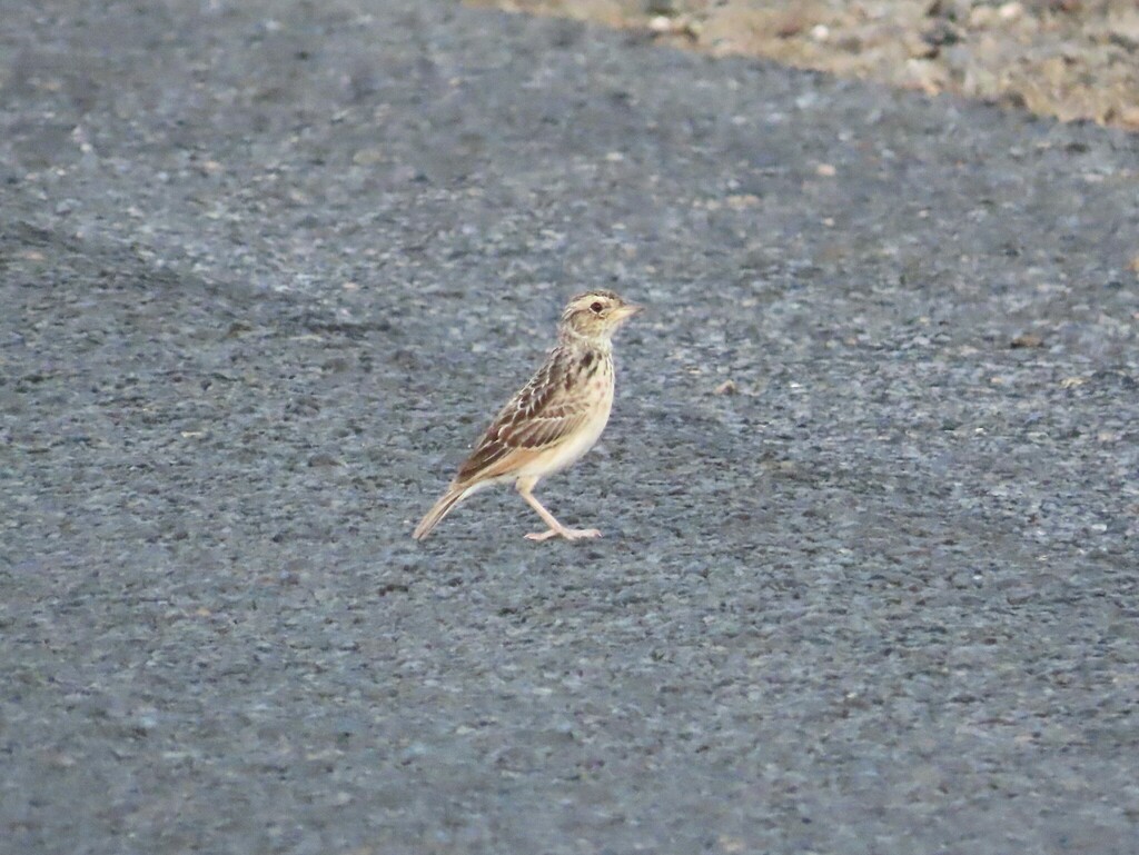 Singing Bushlark from Formartin QLD 4404, Australia on January 1, 2023 ...