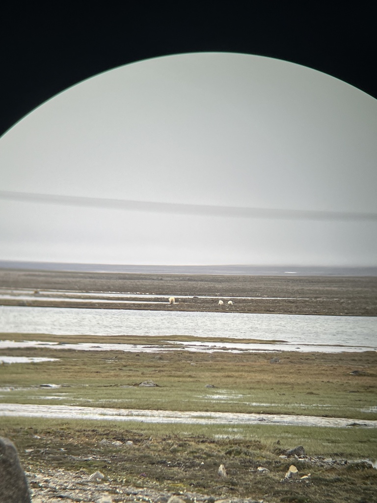 Polar Bear in July 2024 by klalla · iNaturalist