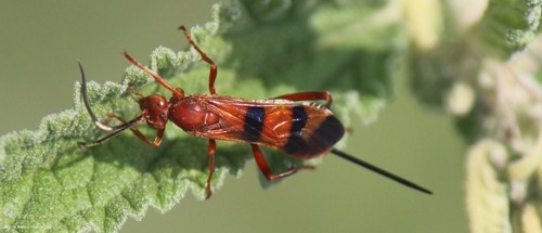 Subspecies Compsocryptus calipterus calipterus · iNaturalist