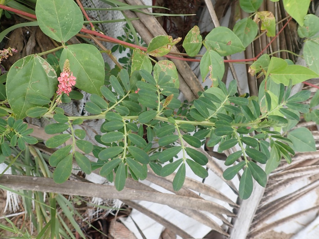 trailing indigo from Kourou 97310, Guyane française on June 10, 2024 at ...