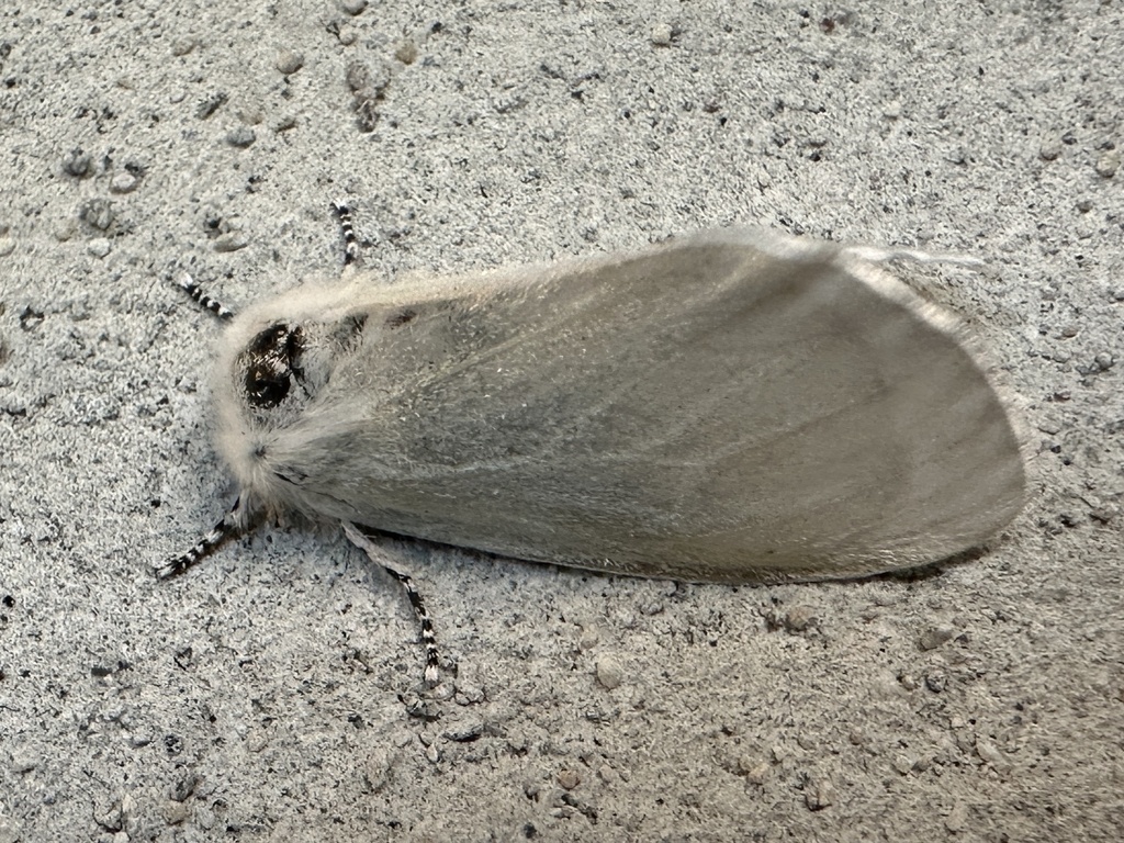 White Satin Moth from Suncrest Rd, Central Kootenay, BC, CA on July 5 ...