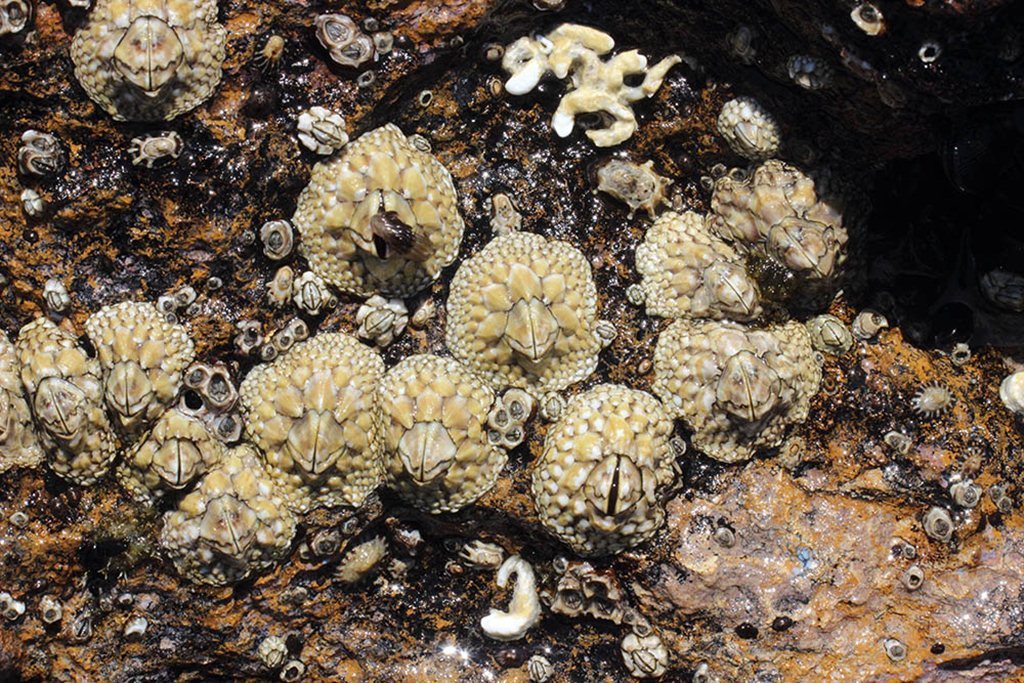 Surf Barnacle (Catomerus polymerus) - Tomahawk, Tasmania
