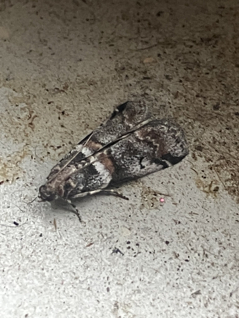 Tricolored Acrobasis Moth from E North Down River Rd, Grayling, MI, US ...