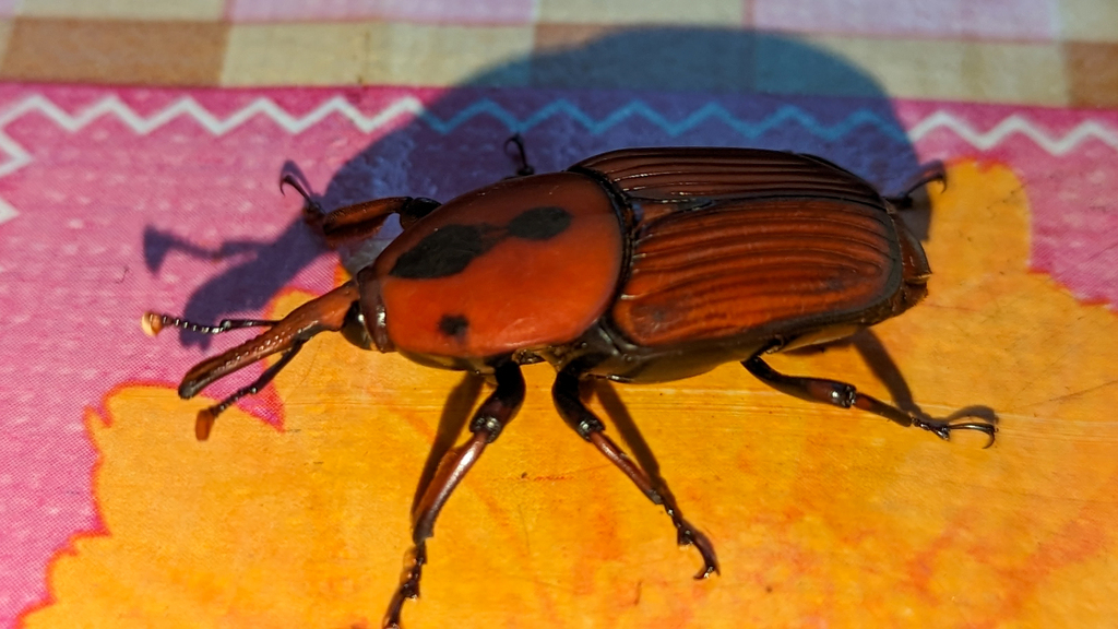 Red Palm Weevil from Kerala, India on March 28, 2023 at 05:53 PM by ...