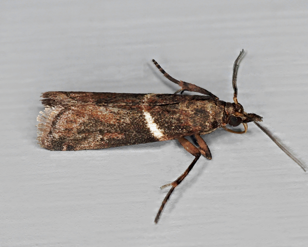 Crescent-winged Caudellia Moth from Salem, NH 03079, USA on July 5 ...