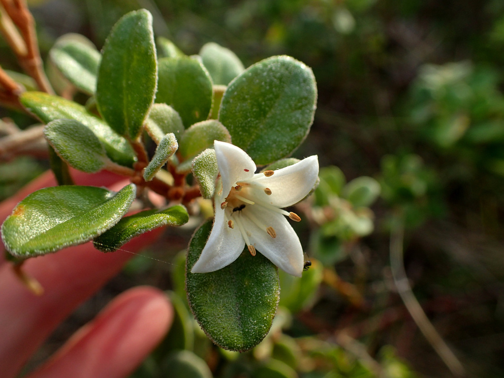 Correa alba rotundifolia from Tasman, TAS, Australia on April 5, 2015 ...