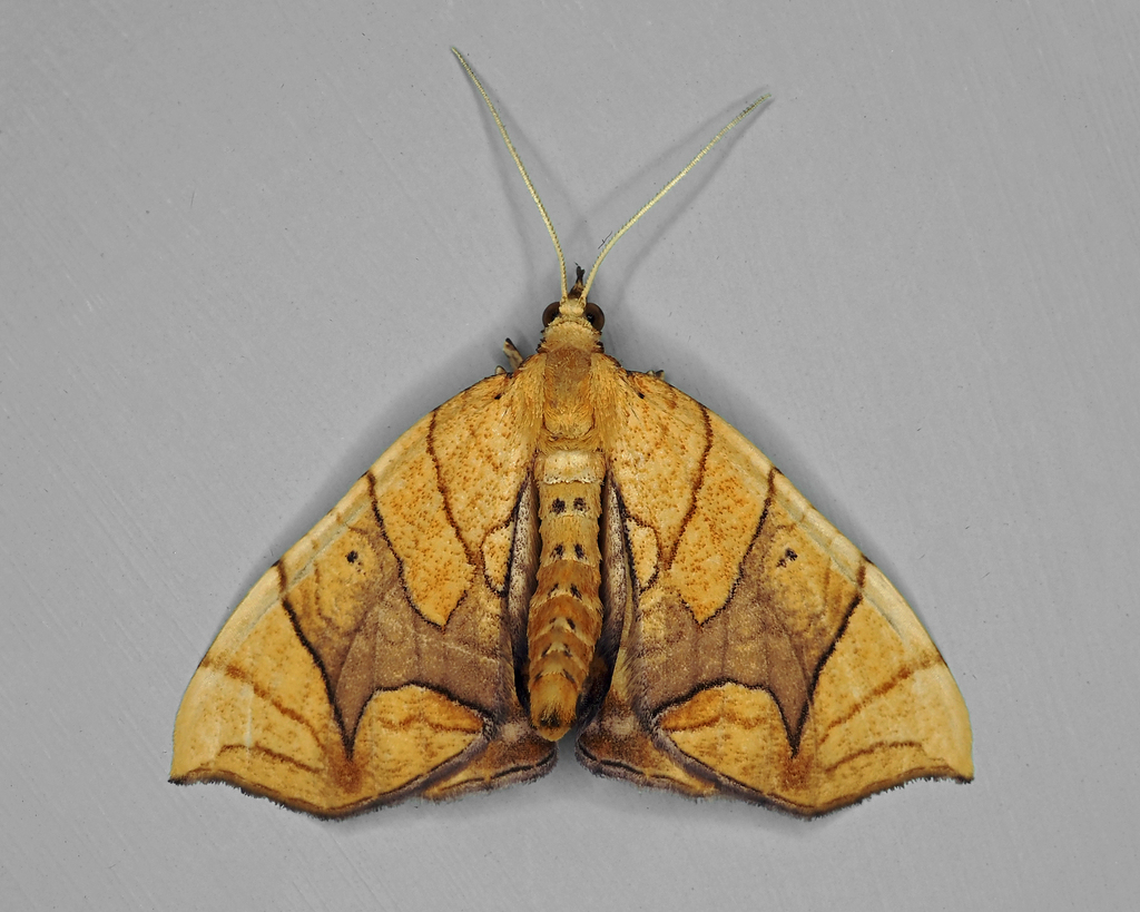 Lesser Grapevine Looper Moth from Salem, NH 03079, USA on July 5, 2024 ...