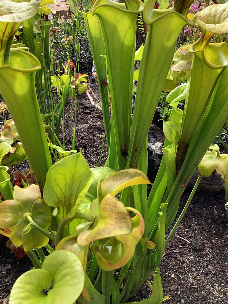 green pitcher plant in July 2024 by Appalachian Headwaters · iNaturalist