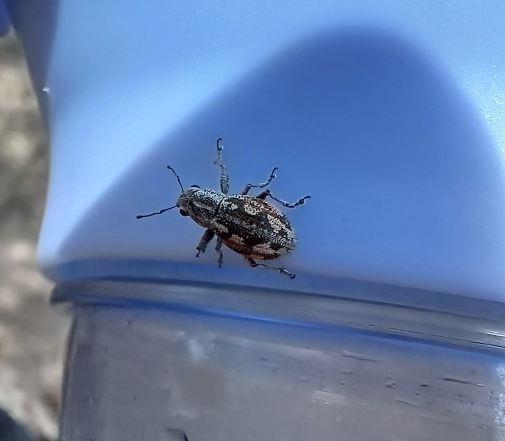 Pantomorus albosignatus desde San Miguel de Allende, MX-GJ, MX el 04 de ...