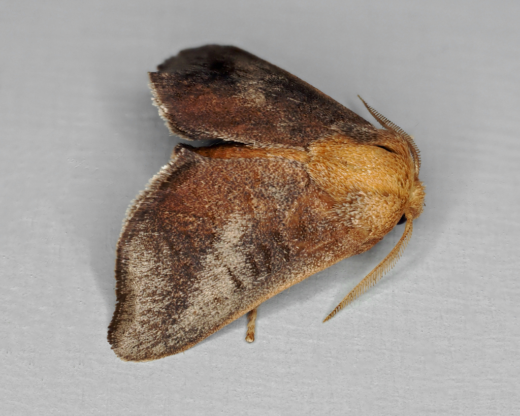Crowned Slug Moth from Salem, NH 03079, USA on July 5, 2024 at 05:11 AM ...