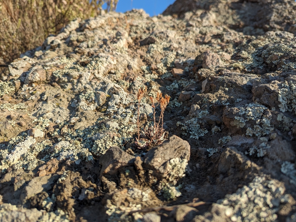 Verity's dudleya in July 2024 by Alexander Wentworth · iNaturalist