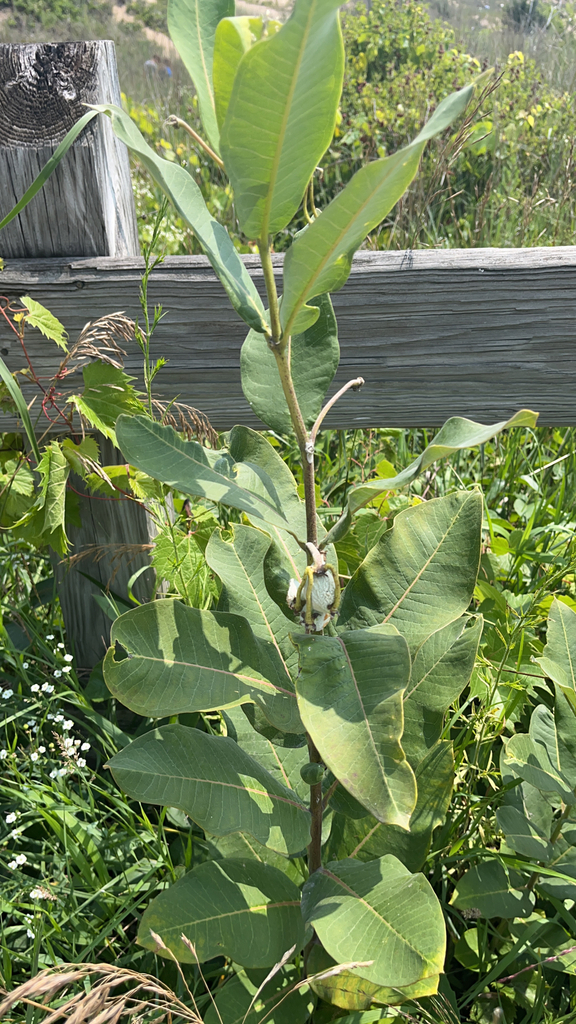 common milkweed from Indiana Dunes National Lakeshore, Porter County ...