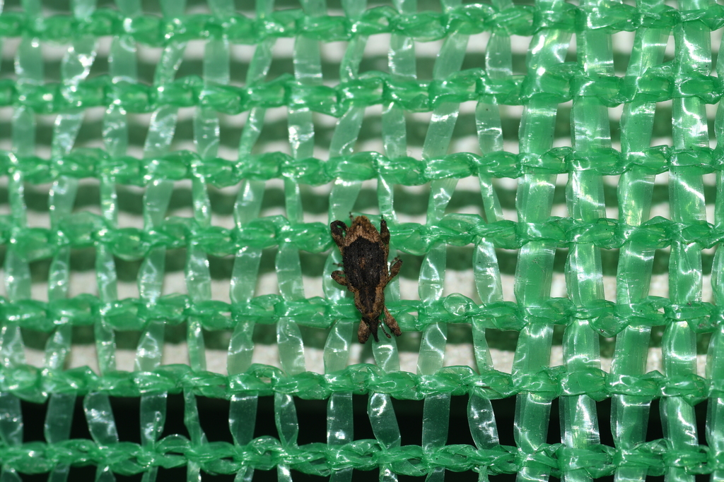 Acicnemis palliata from Mitakehoncho, Ome, Tokyo 198-0173, Japan on ...