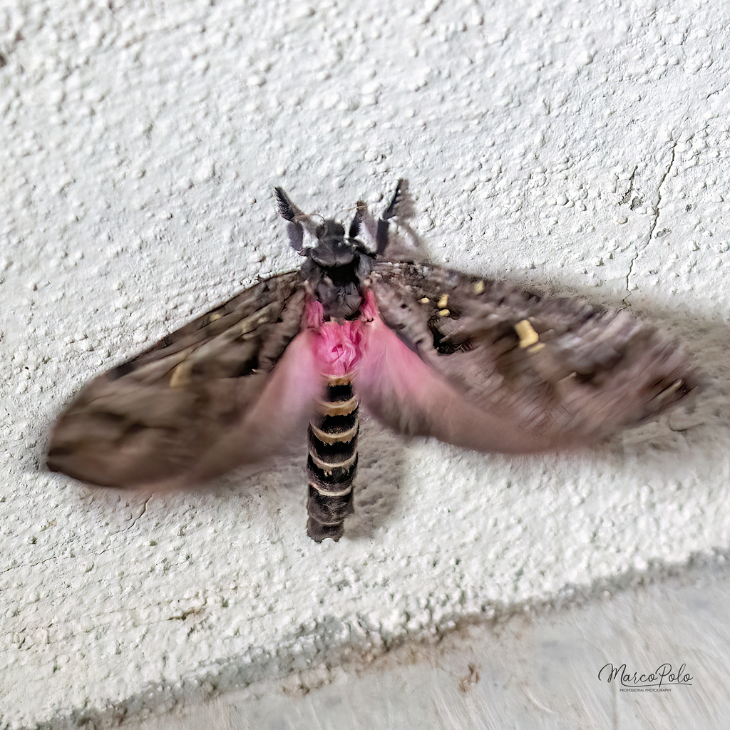 Phassus huebneri from Cosalá, Sin., México on July 3, 2024 at 10:00 PM ...