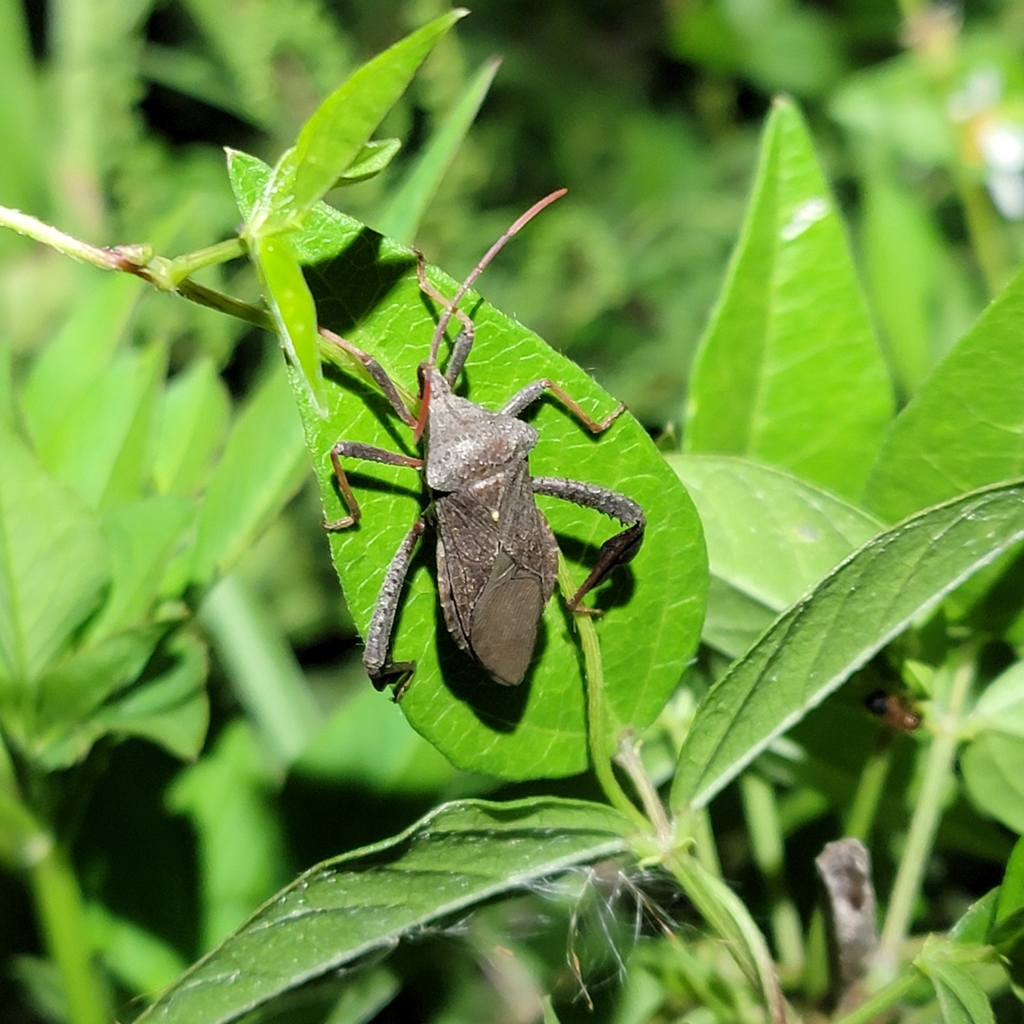Florida Leaf-footed Bug from Broward County, FL, USA on July 4, 2024 at ...