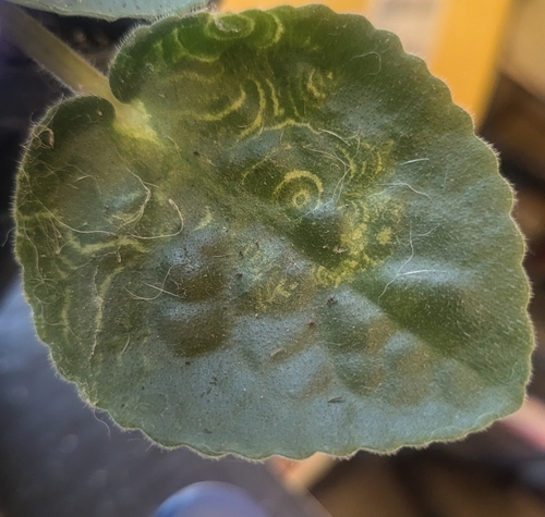 Impatiens Necrotic Spot Virus (Orthotospovirus impatiensnecromaculae ...