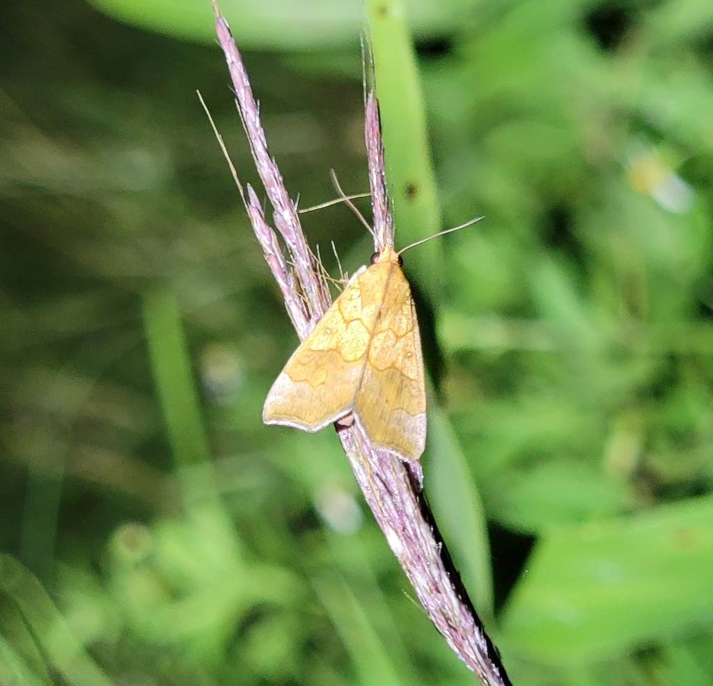 Yellow Scallop Moth from Palm Beach County, FL, USA on July 4, 2024 at ...