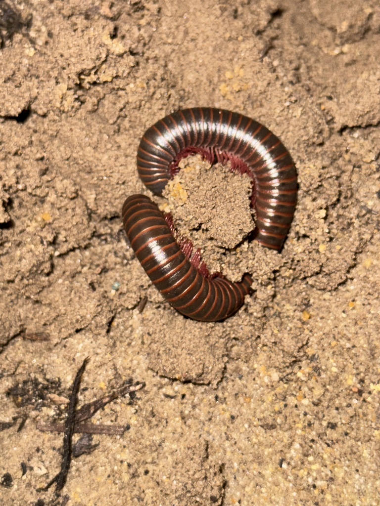American Giant Millipede Complex from Beaver Cir, Lewes, DE, US on July ...