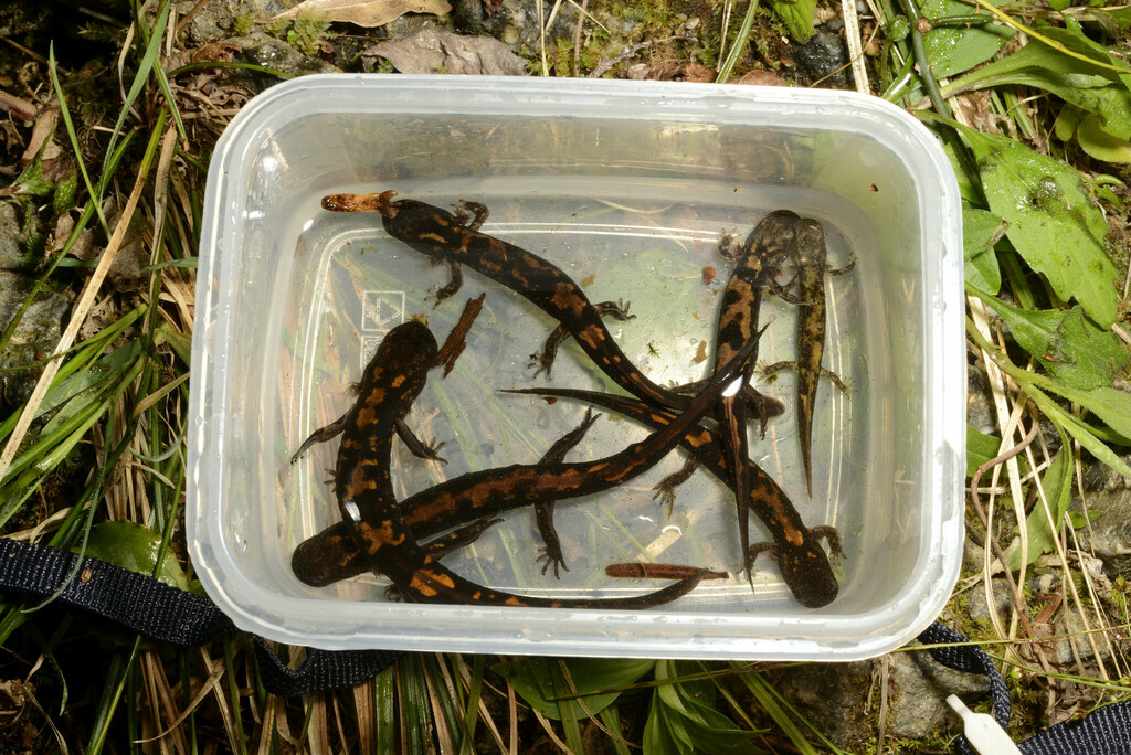 Shikoku Clawed Salamander in April 2019 by Sebastian Voitel · iNaturalist