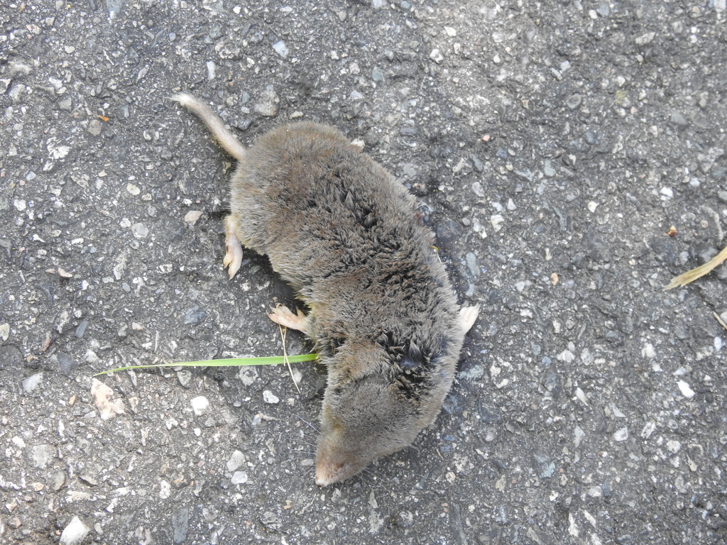 Northern Short-tailed Shrew from Gloucester, New Brunswick, Canada on ...