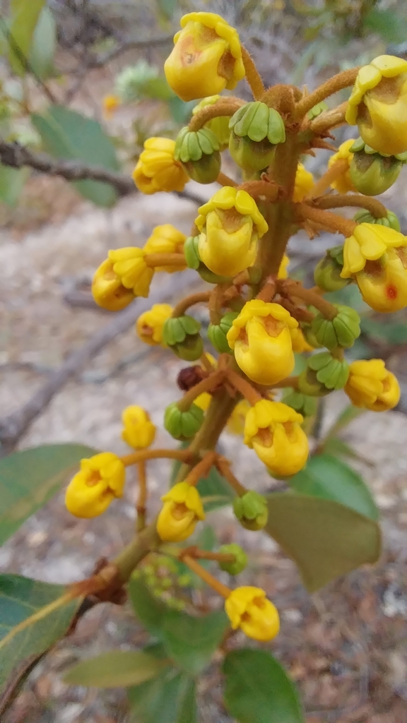 Nance from Guajiquiro, La Paz, Honduras on April 27, 2024 at 03:24 PM ...