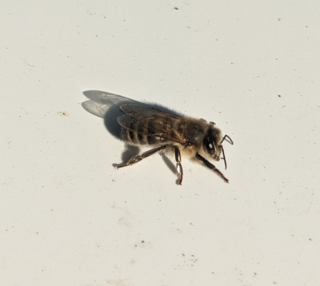 Western Honey Bee from 6th & Prince Edward, Vancouver, BC V5T 1K5 ...