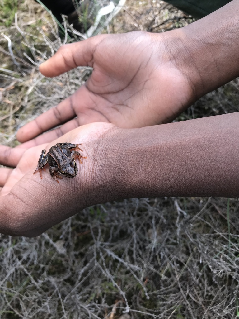 European Common Frog from Nationaal Park Utrechtse Heuvelrug, Rhenen ...