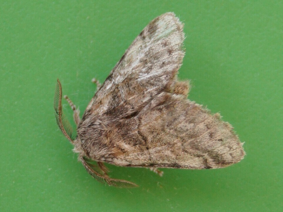 Common Gluphisia Moth from Lancaster County, NE, USA on July 5, 2024 at ...