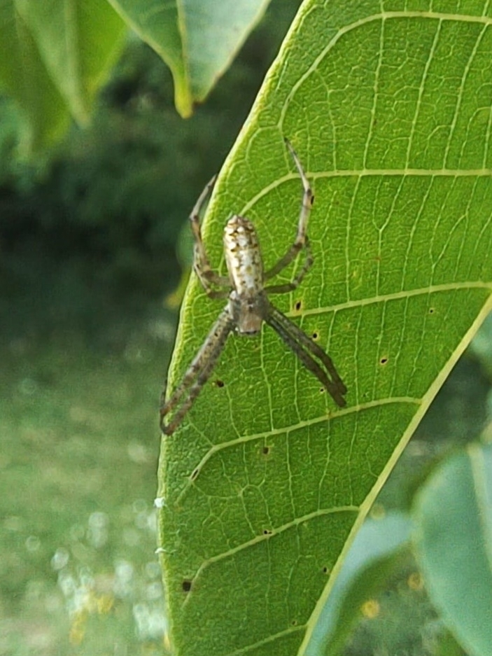 Wasp Spider from Măliniș, Romania on July 5, 2024 by David Fairais ...