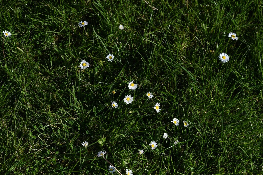 Lawn daisy from Thornton Dale, Pickering YO18, UK on 22 June, 2024 at ...
