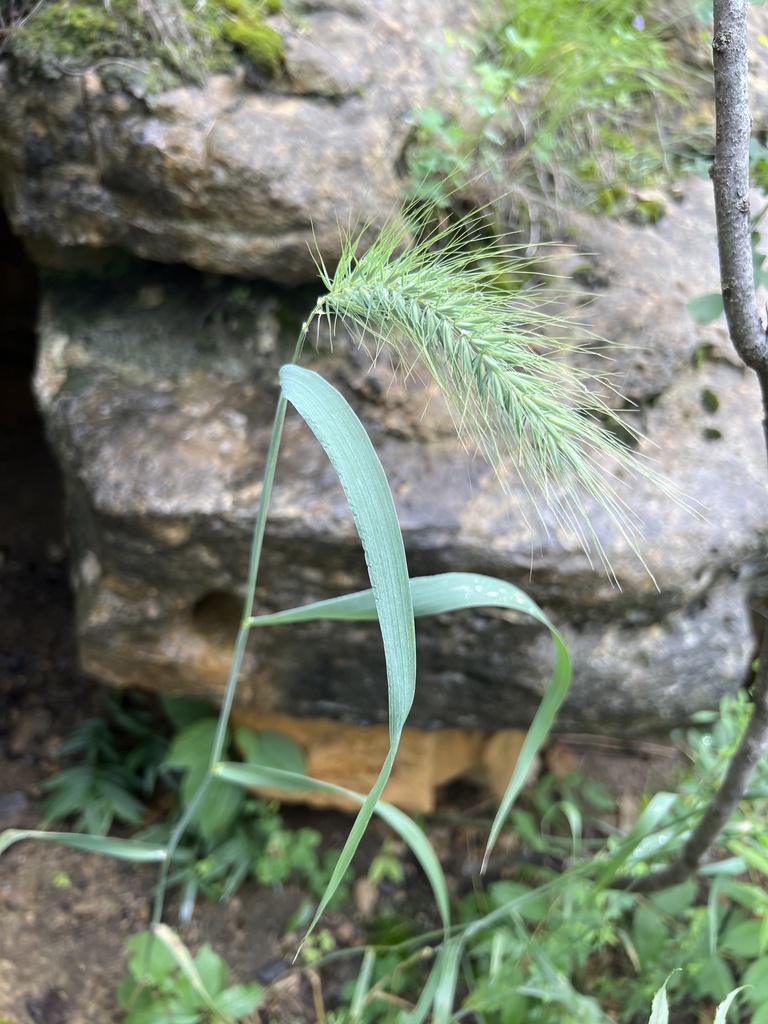 Canada wild rye in July 2024 by Nate Martineau · iNaturalist