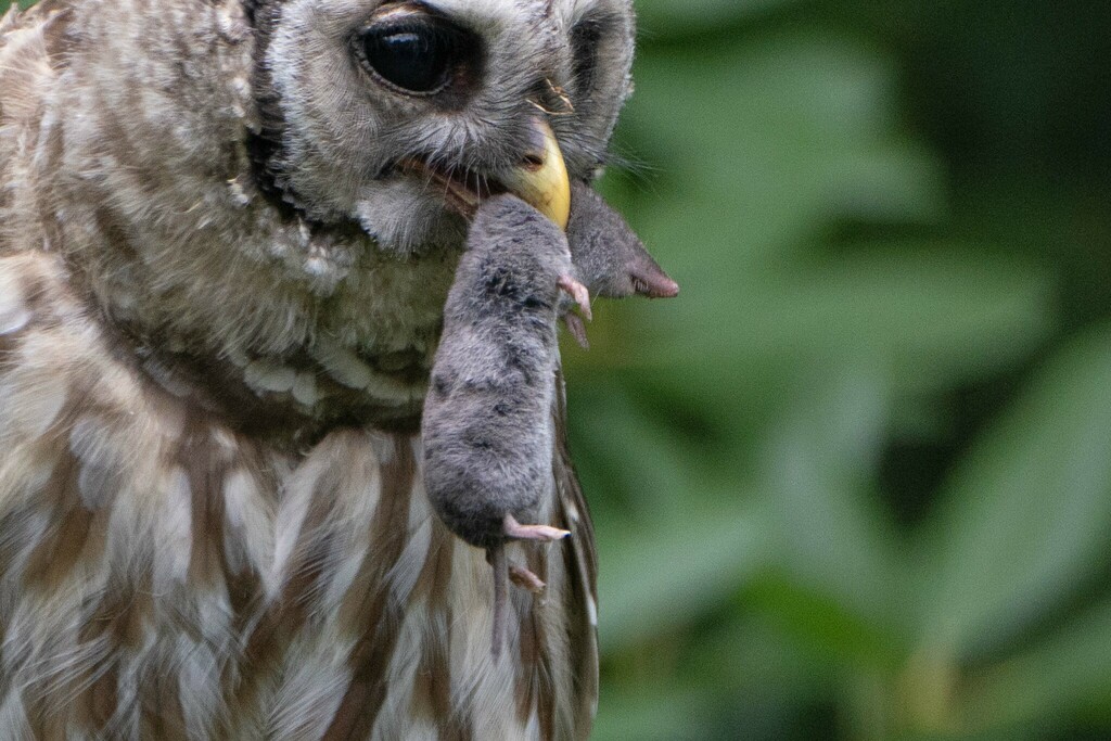 Short-tailed Shrews (Blarina) - Know Your Mammals