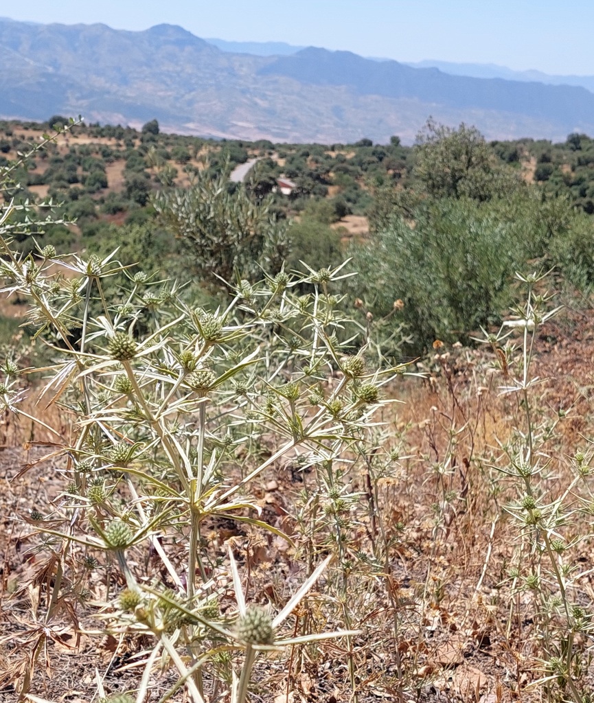 Eryngium tricuspidatum from Chemini, Béjaia, Algérie on July 3, 2024 at ...
