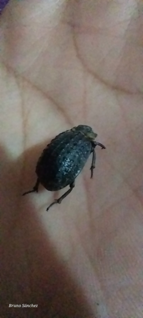 Omorgus punctatus from 20174 Ags., México on July 4, 2024 at 11:06 PM ...