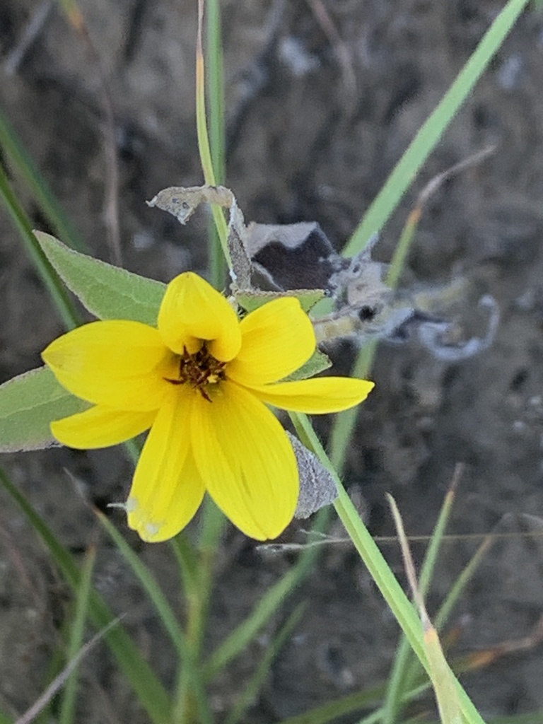 Texas yellow star from Hamilton, TX, US on July 5, 2024 at 11:07 AM by ...